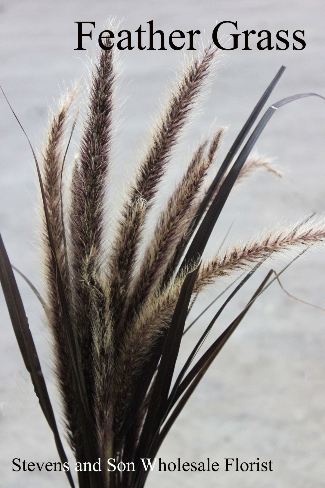 Grasses – Wild, Import and Domestic | Stevens and Son Wholesale Florist