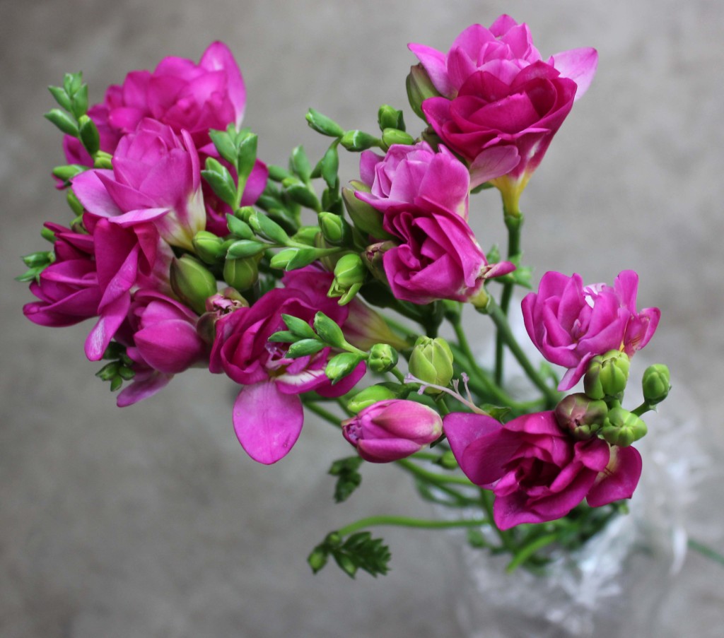 Freesia | Stevens and Son Wholesale Florist