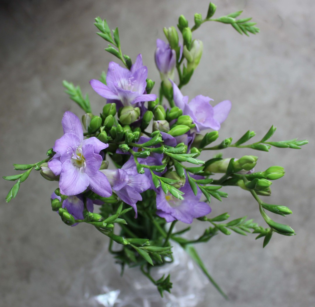 Freesia | Stevens and Son Wholesale Florist