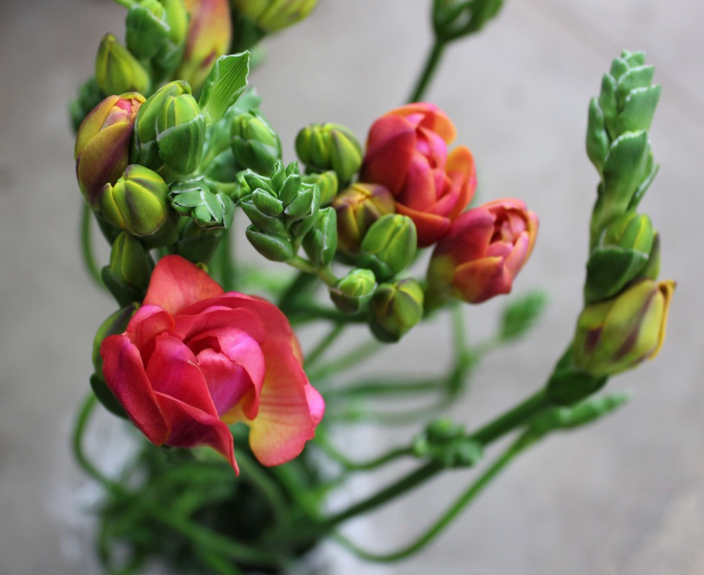Freesia | Stevens and Son Wholesale Florist