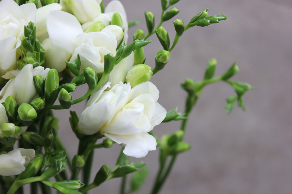 Freesia | Stevens and Son Wholesale Florist