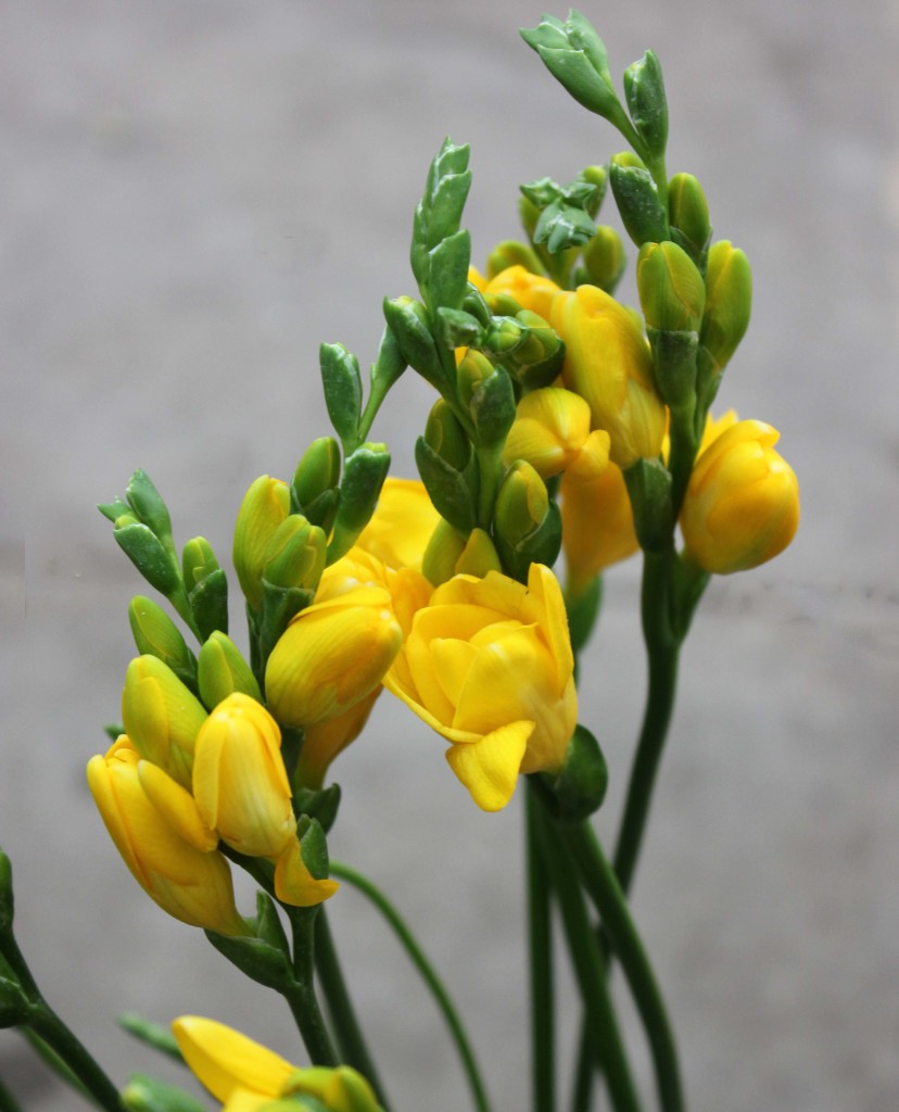 Freesia | Stevens and Son Wholesale Florist