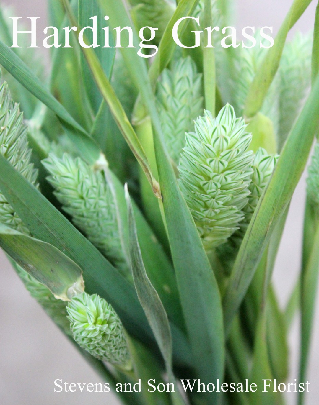 Grasses – Wild, Import and Domestic | Stevens and Son Wholesale Florist