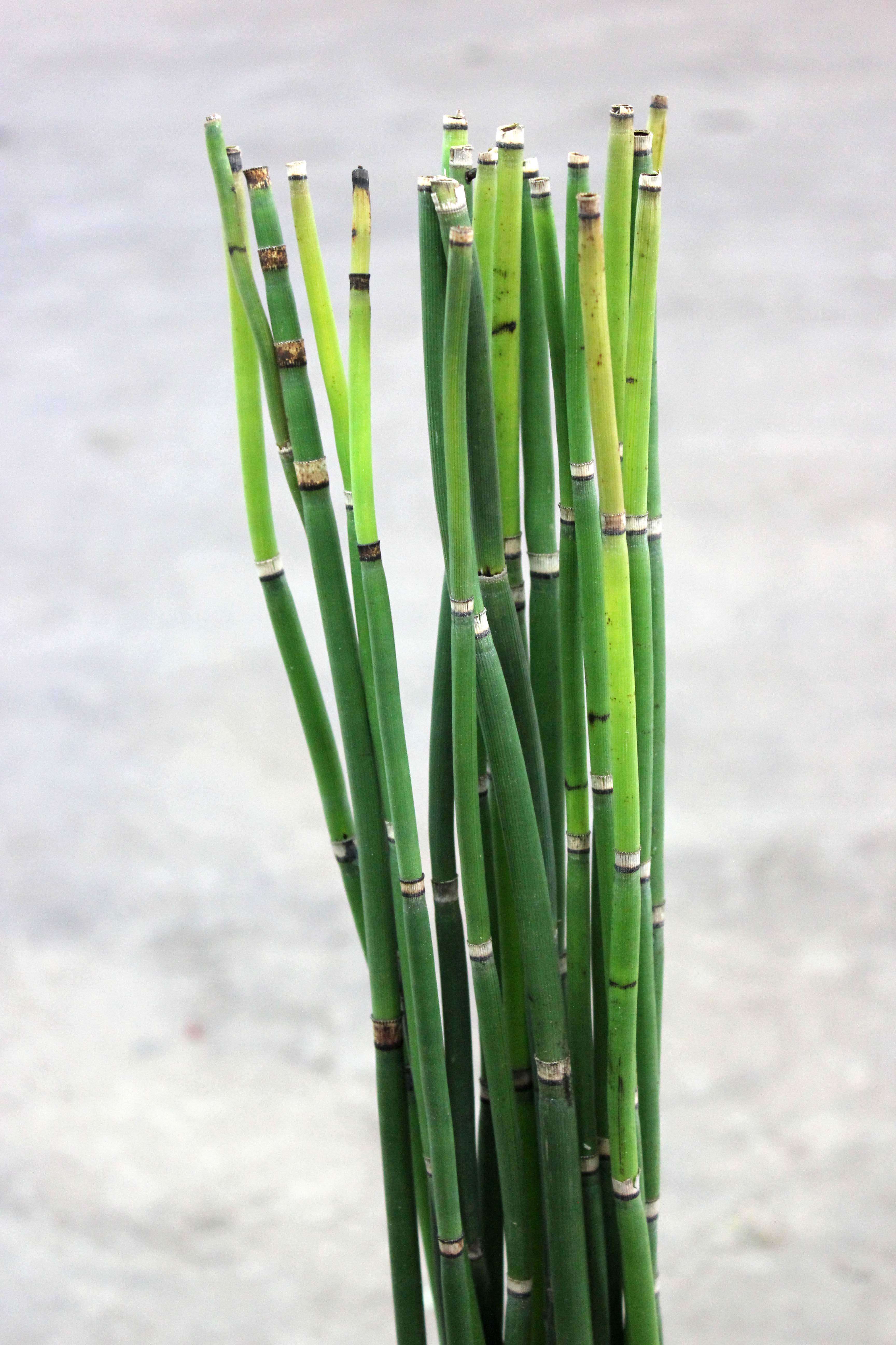 Horsetail | Stevens and Son Wholesale Florist