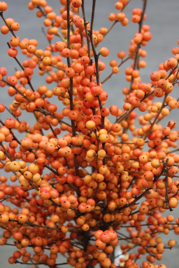 Ilex Berries | Stevens and Son Wholesale Florist