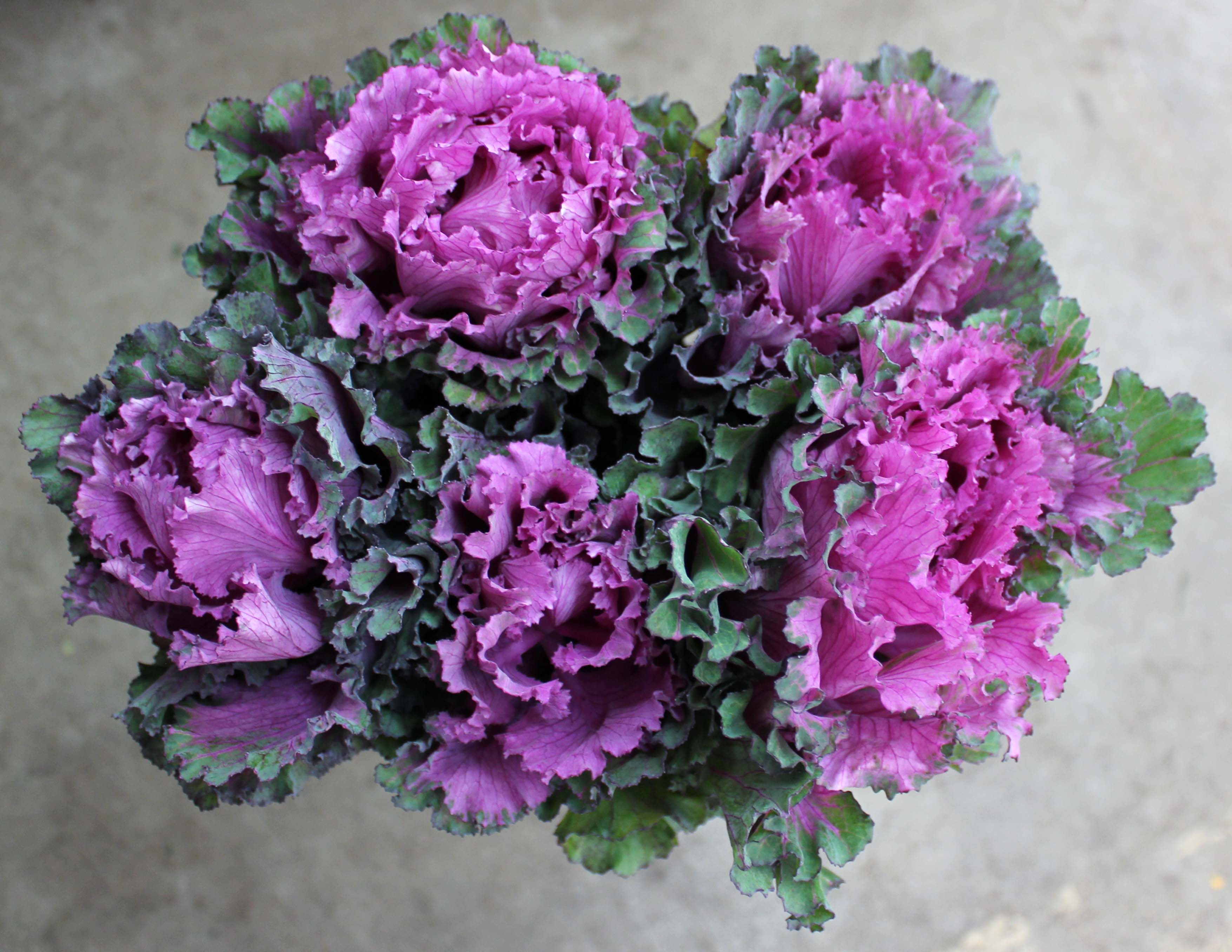 Kale | Stevens and Son Wholesale Florist