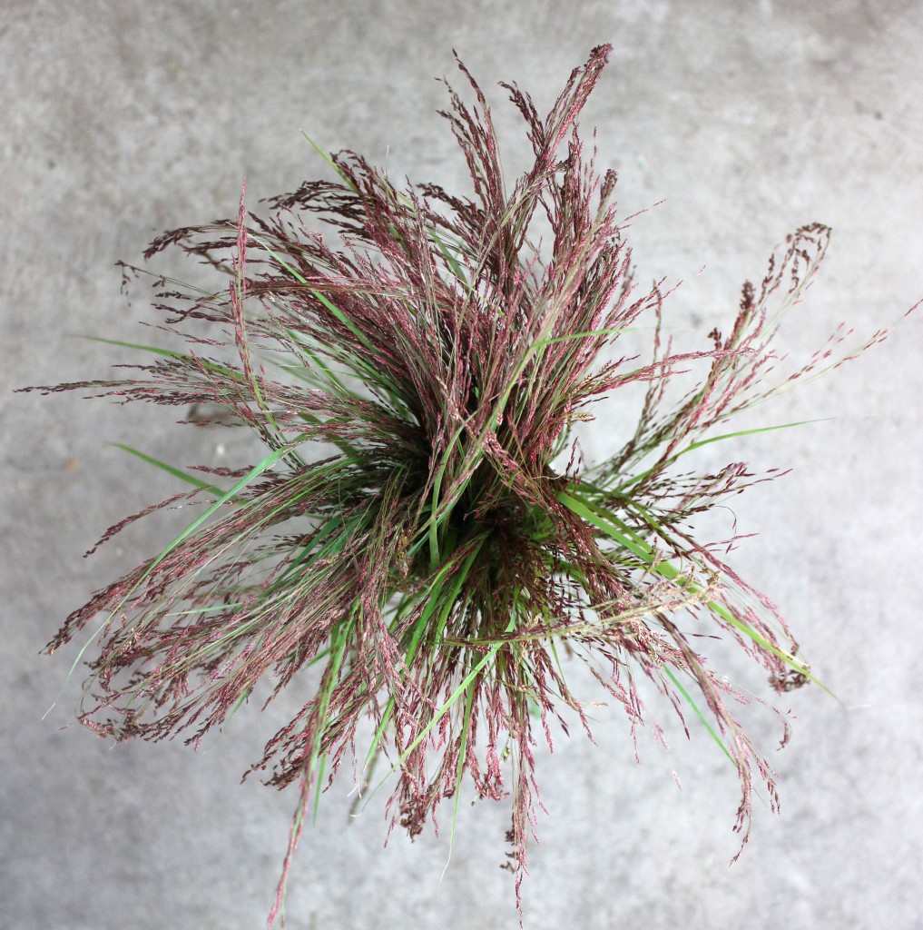 Love Grass | Stevens and Son Wholesale Florist