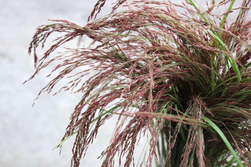 Love Grass | Stevens and Son Wholesale Florist