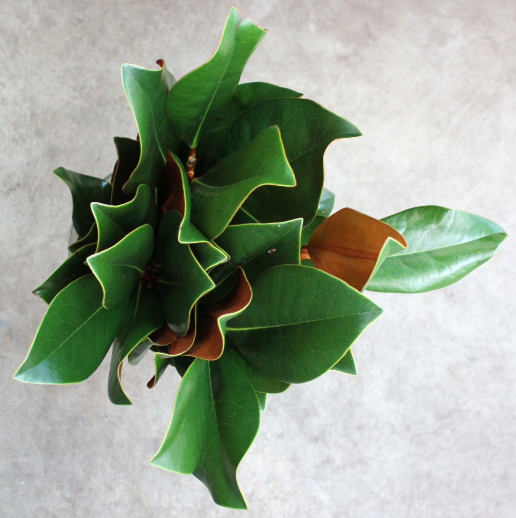 Magnolia Foliage | Stevens and Son Wholesale Florist