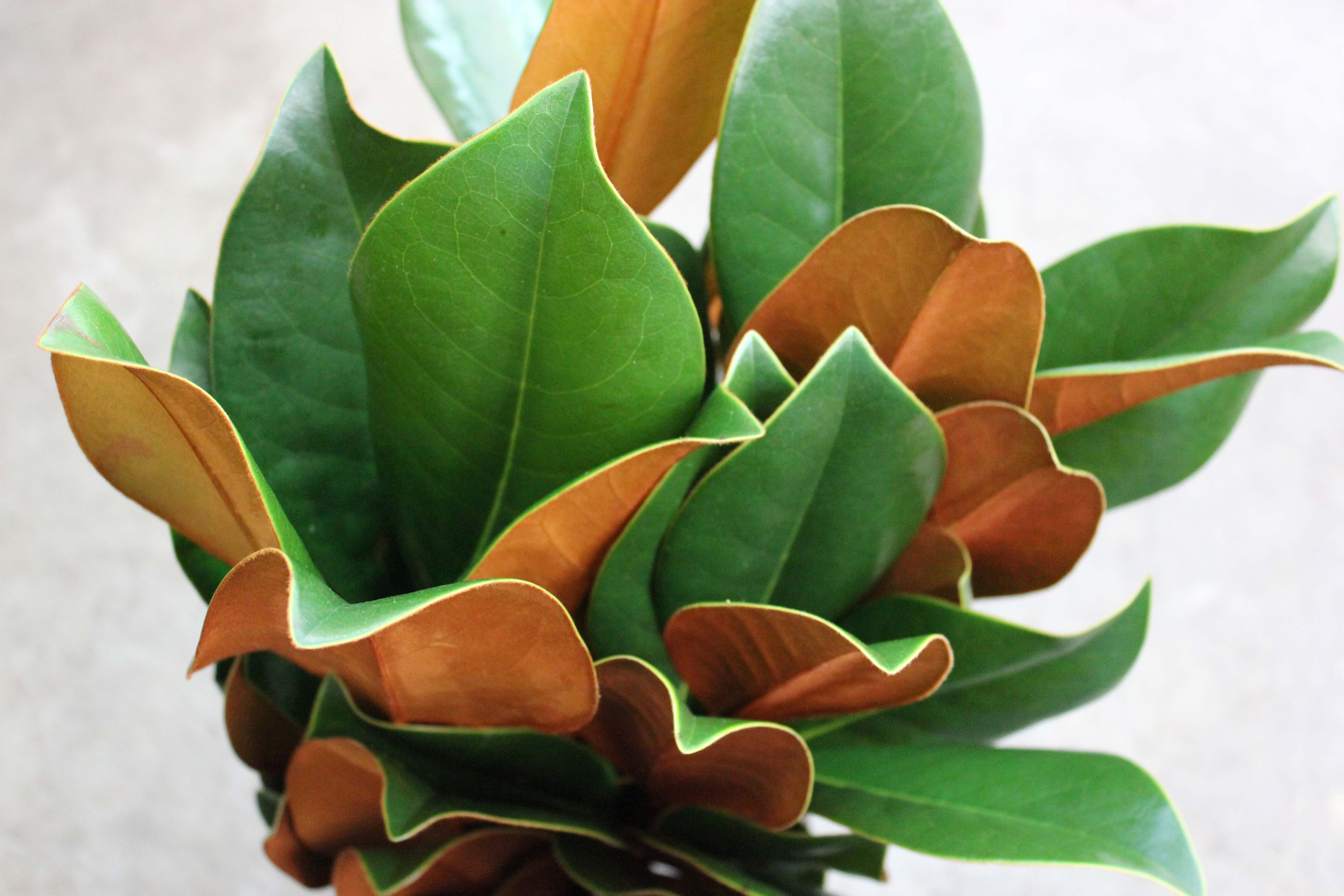 Magnolia Foliage | Stevens and Son Wholesale Florist