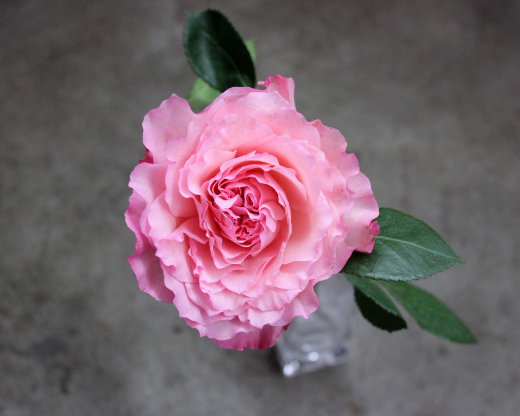 Mayra Pink | Stevens and Son Wholesale Florist