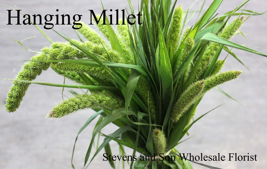 Millet | Stevens and Son Wholesale Florist