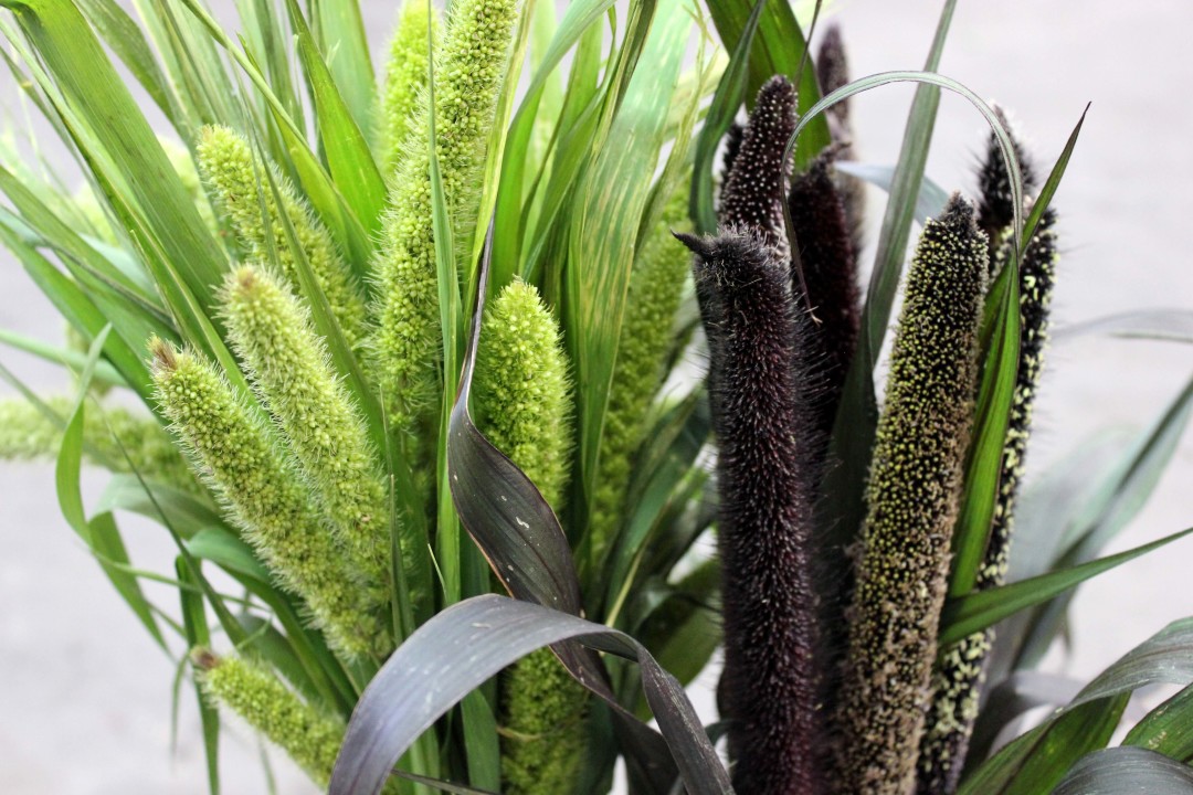 Millet | Stevens and Son Wholesale Florist