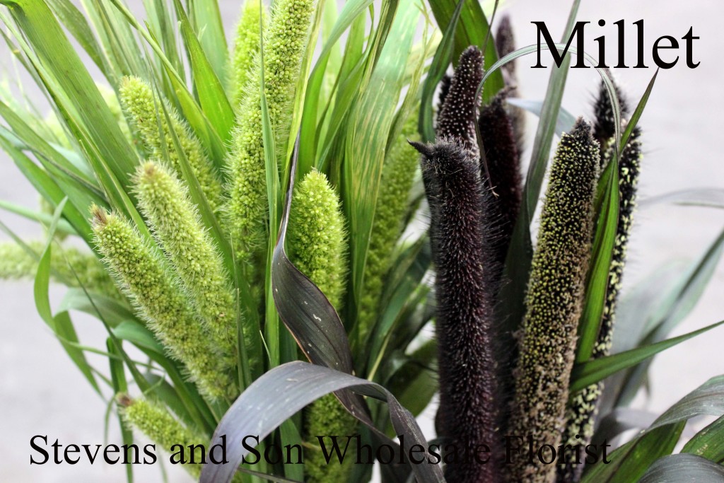 Grasses – Wild, Import and Domestic | Stevens and Son Wholesale Florist