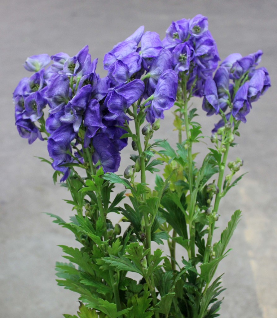 Monkshood | Stevens and Son Wholesale Florist