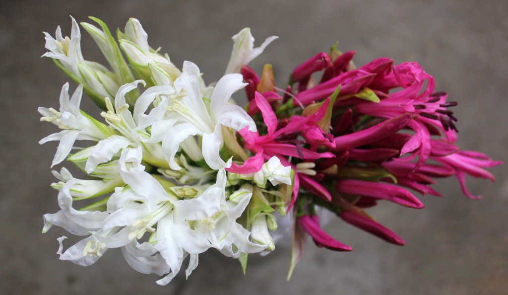 Nerine Lily | Stevens and Son Wholesale Florist