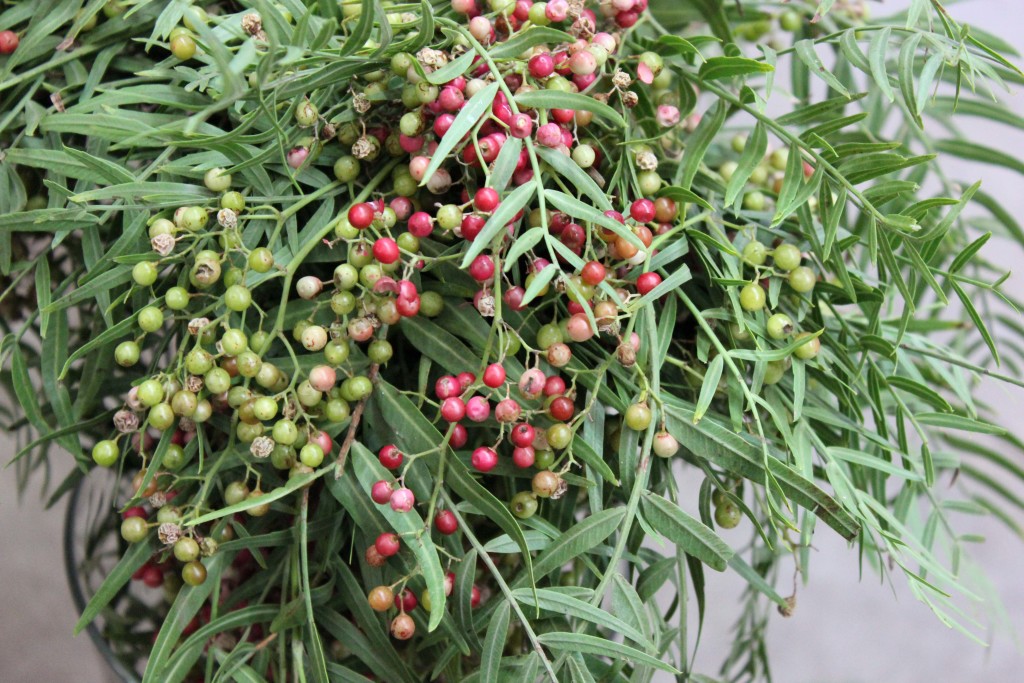 Pepperberry | Stevens and Son Wholesale Florist