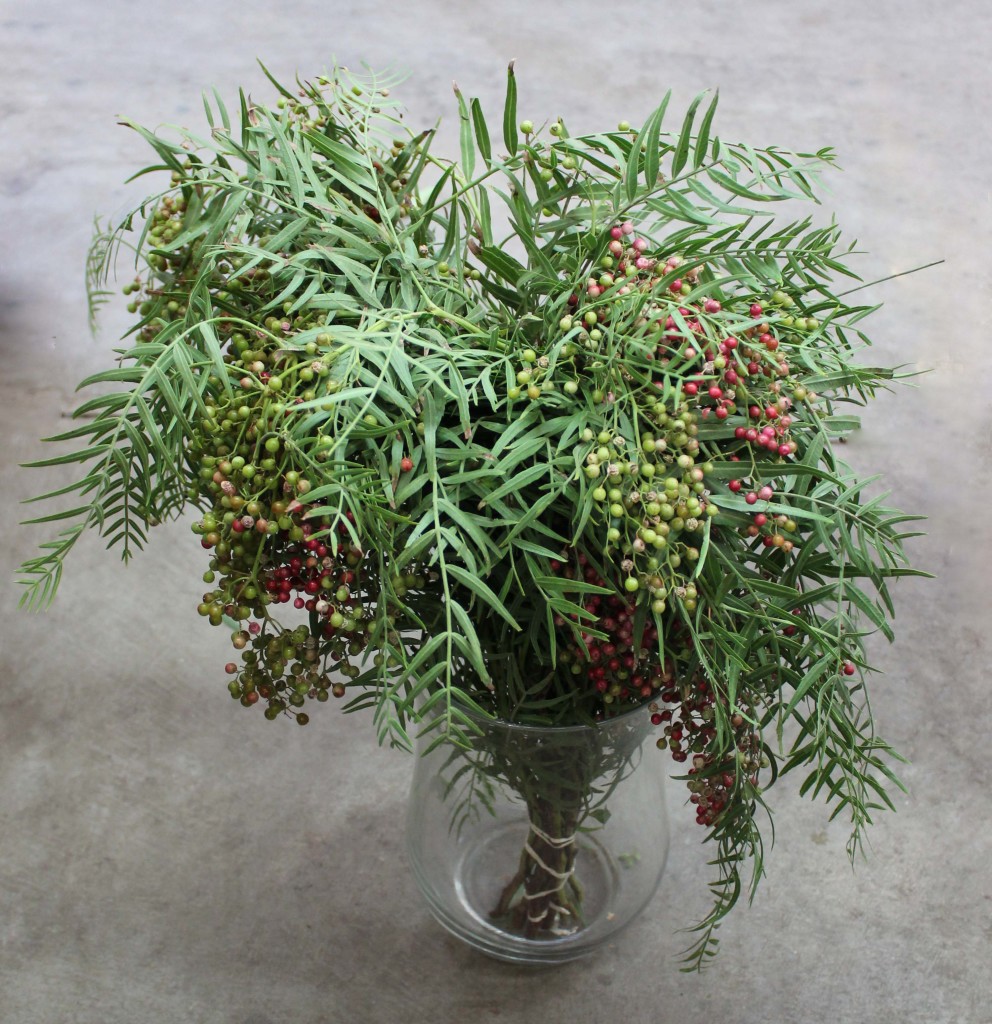 Pepperberry | Stevens and Son Wholesale Florist