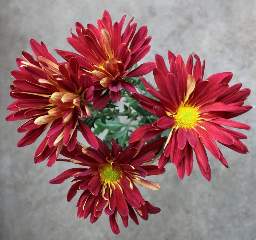 Rover Mums | Stevens and Son Wholesale Florist