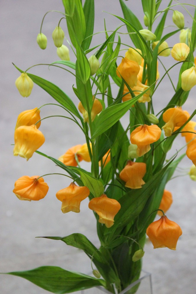 Sandersonia | Stevens and Son Wholesale Florist