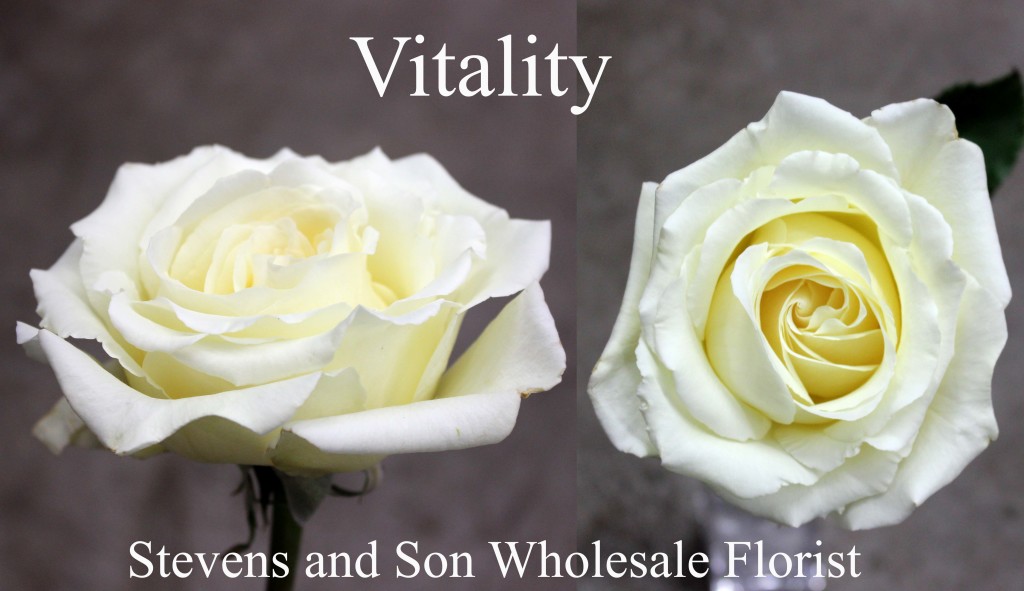 Vitality Garden Rose