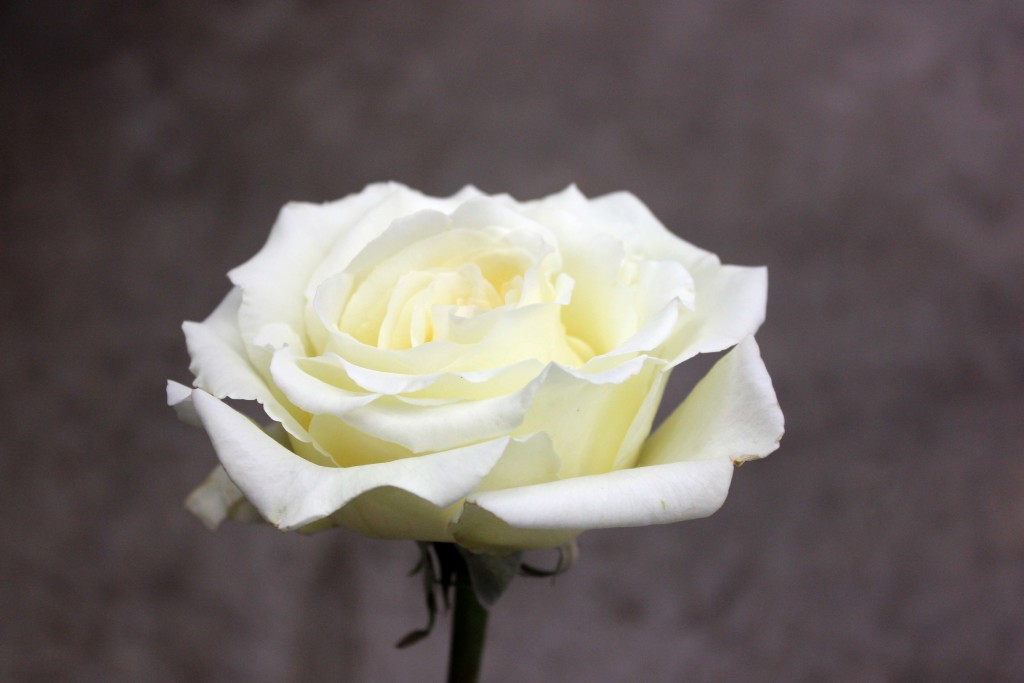 Vitality | Stevens and Son Wholesale Florist