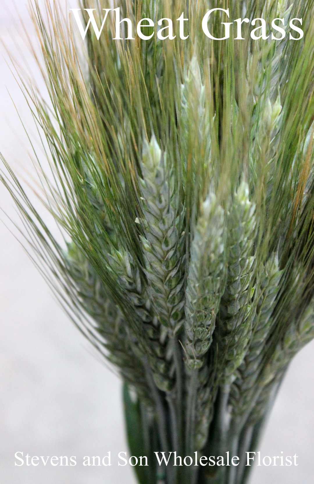 Grasses – Wild, Import and Domestic | Stevens and Son Wholesale Florist