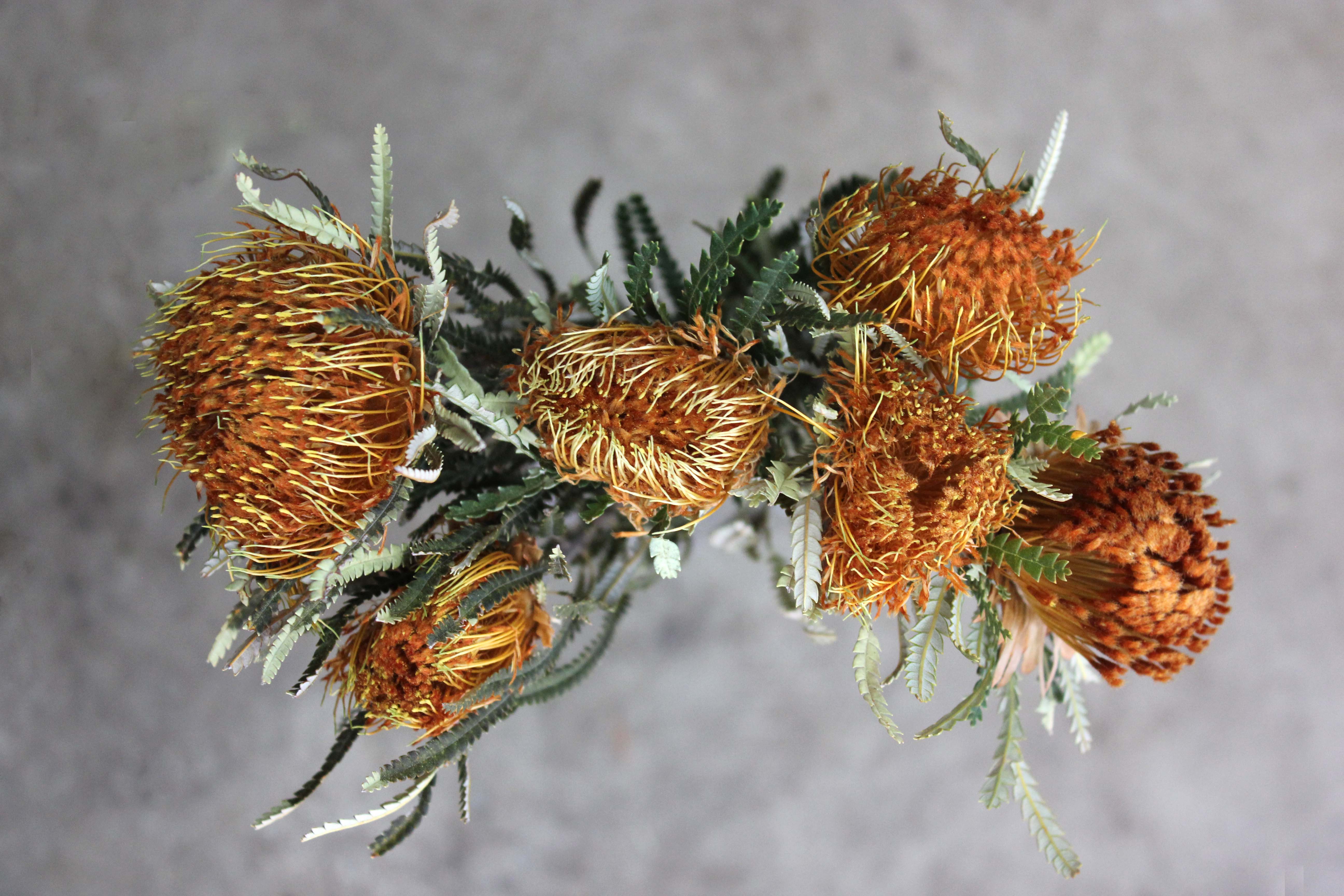 Dryandra Banksia | Stevens and Son Wholesale Florist