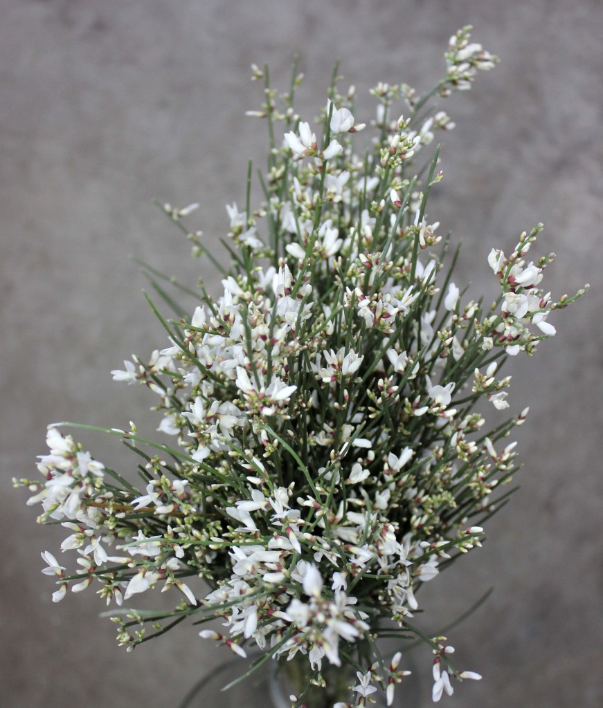 Ginesta | Stevens and Son Wholesale Florist