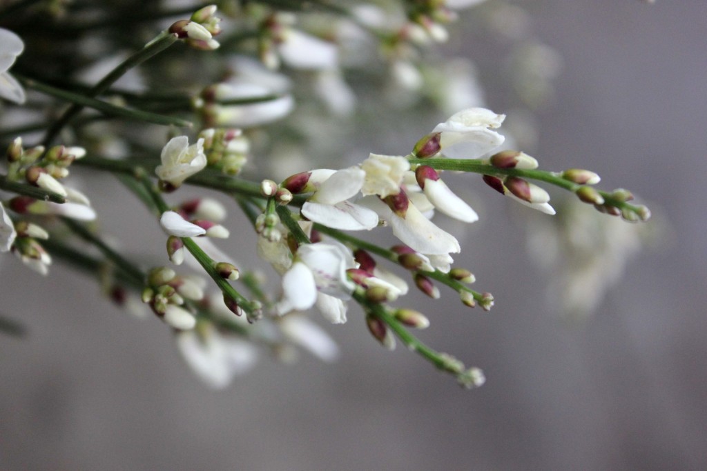 Ginesta | Stevens and Son Wholesale Florist