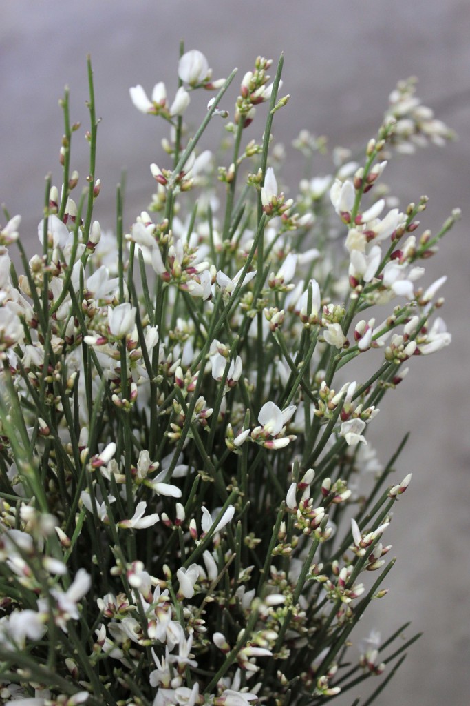 Ginesta | Stevens and Son Wholesale Florist