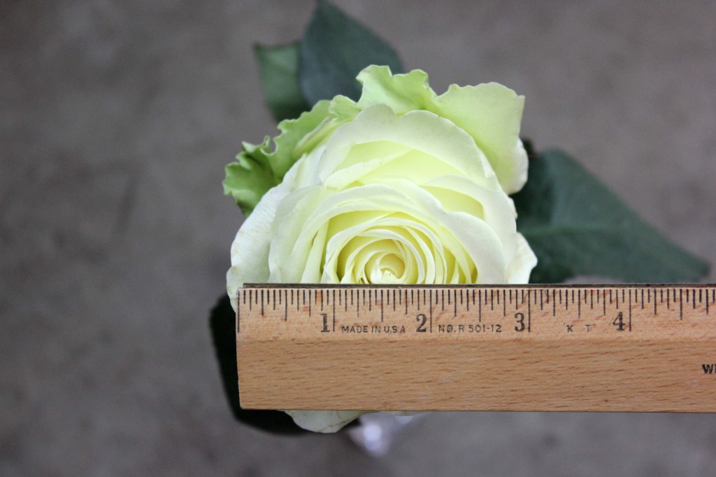 Igloo | Stevens and Son Wholesale Florist