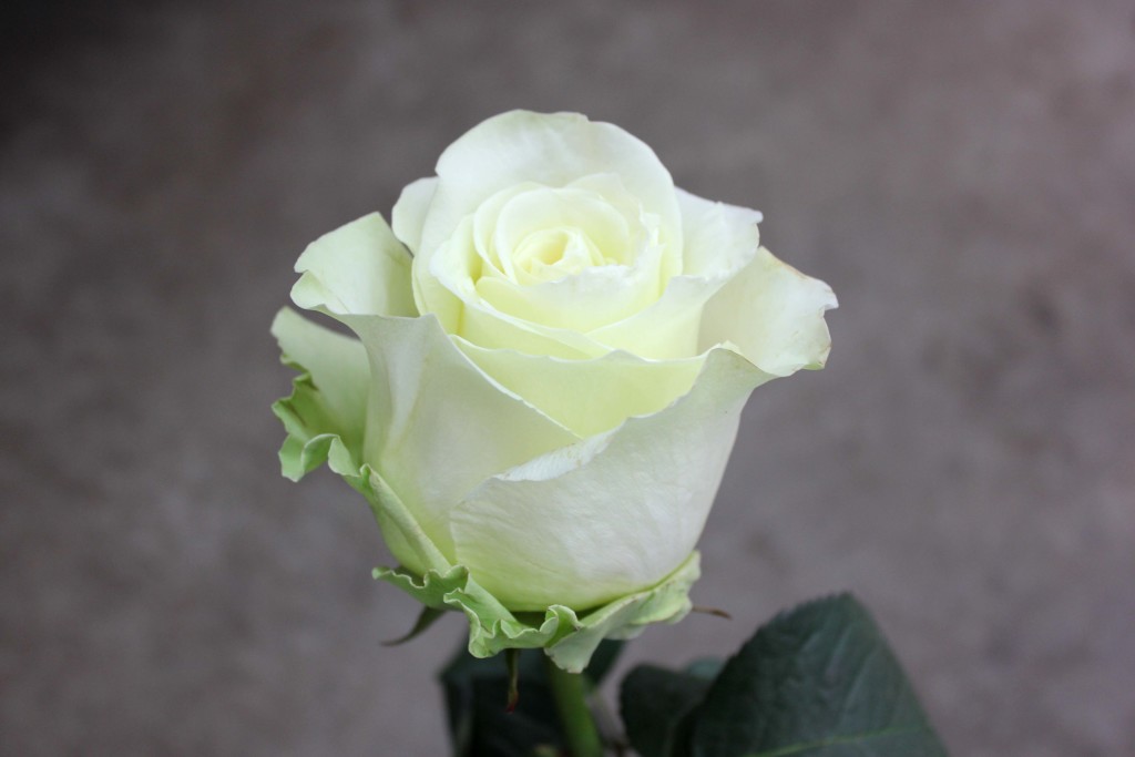 Igloo | Stevens and Son Wholesale Florist