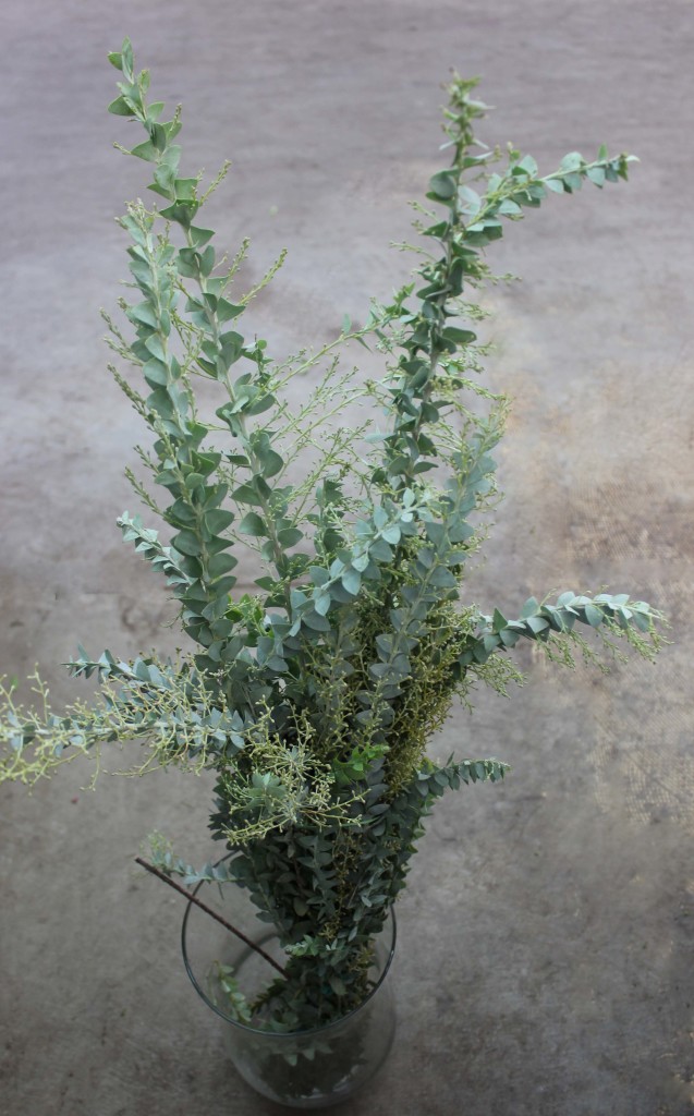 Acacia Knifeblade | Stevens and Son Wholesale Florist