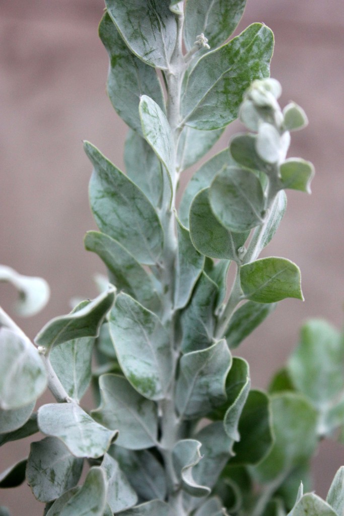 Acacia Pearl | Stevens and Son Wholesale Florist