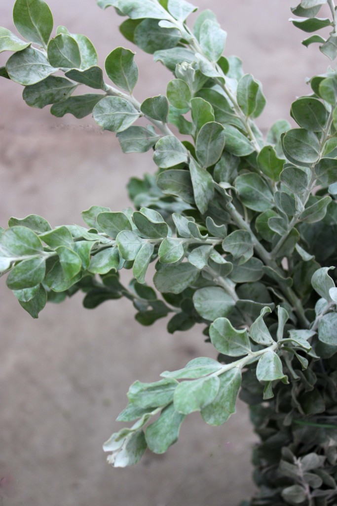 Acacia Pearl | Stevens and Son Wholesale Florist