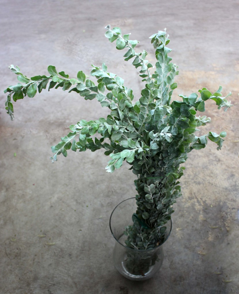 Foliage | Stevens and Son Wholesale Florist