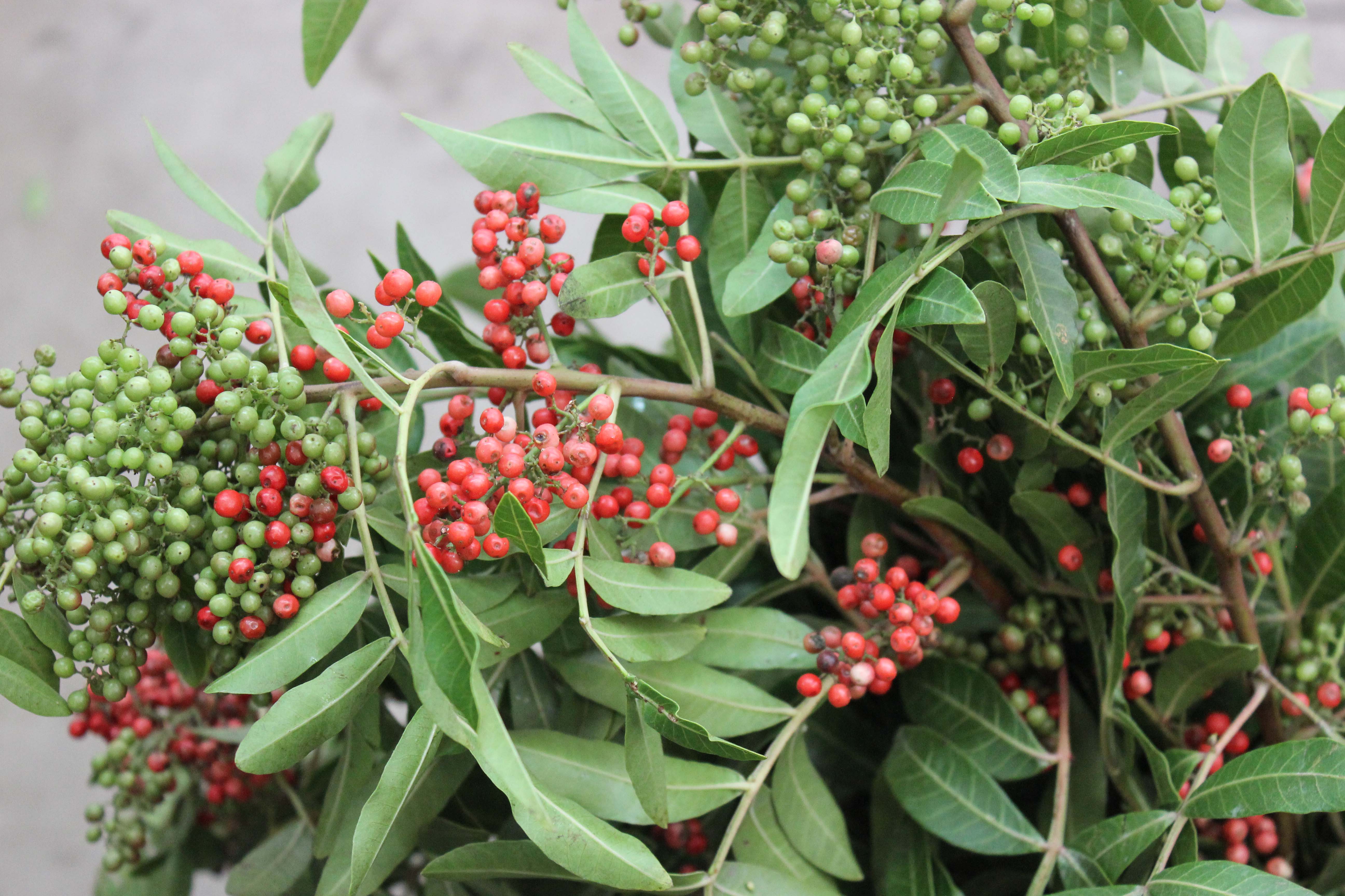 Pepperberry | Stevens and Son Wholesale Florist