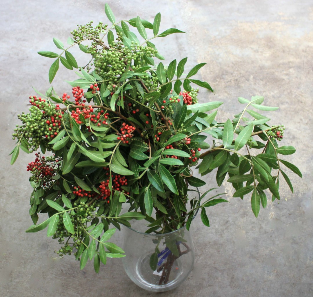 Pepperberry | Stevens and Son Wholesale Florist