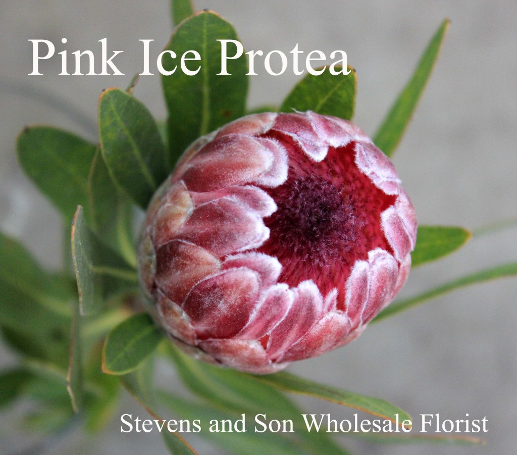 Protea | Stevens and Son Wholesale Florist