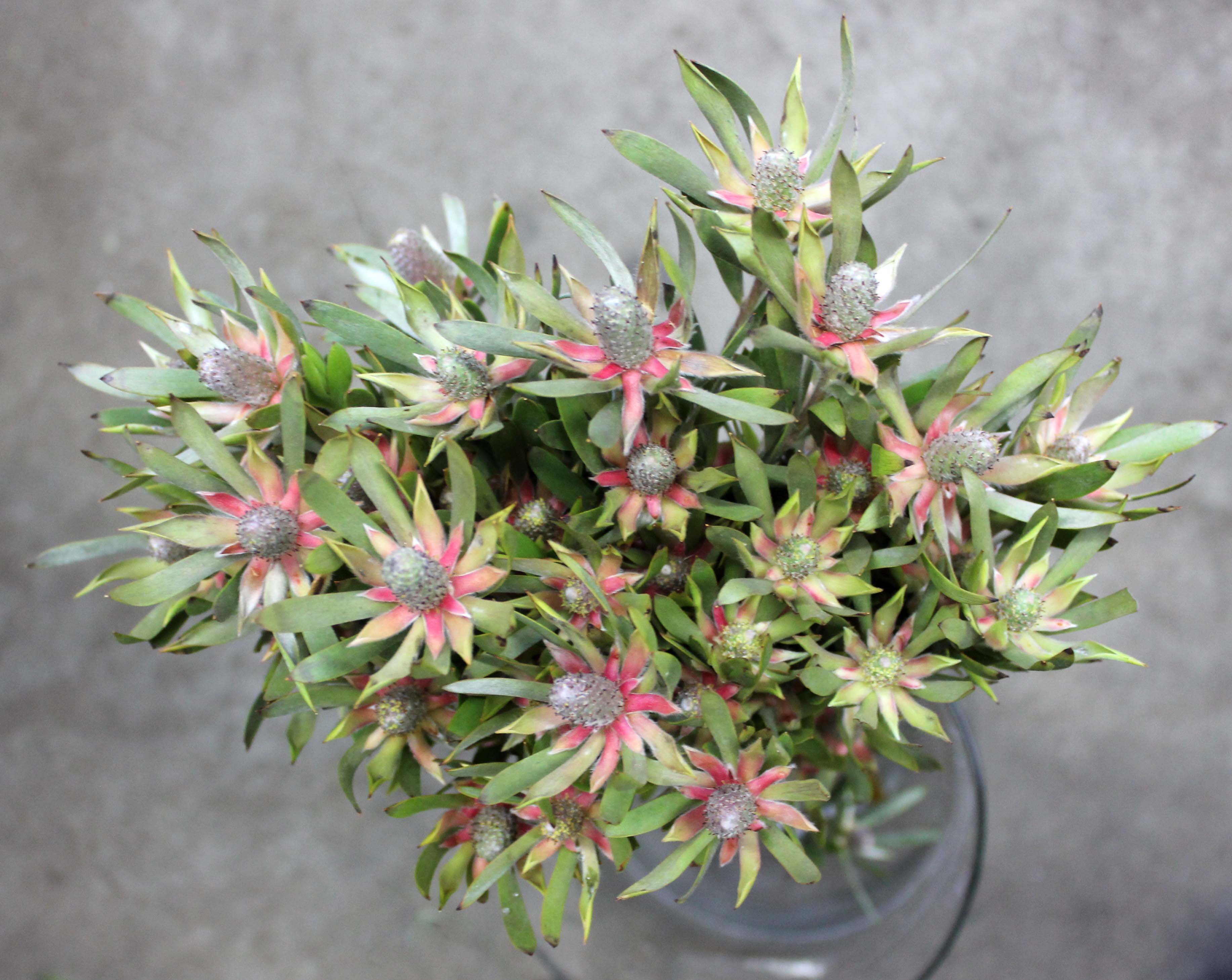 Star Pearl | Stevens and Son Wholesale Florist