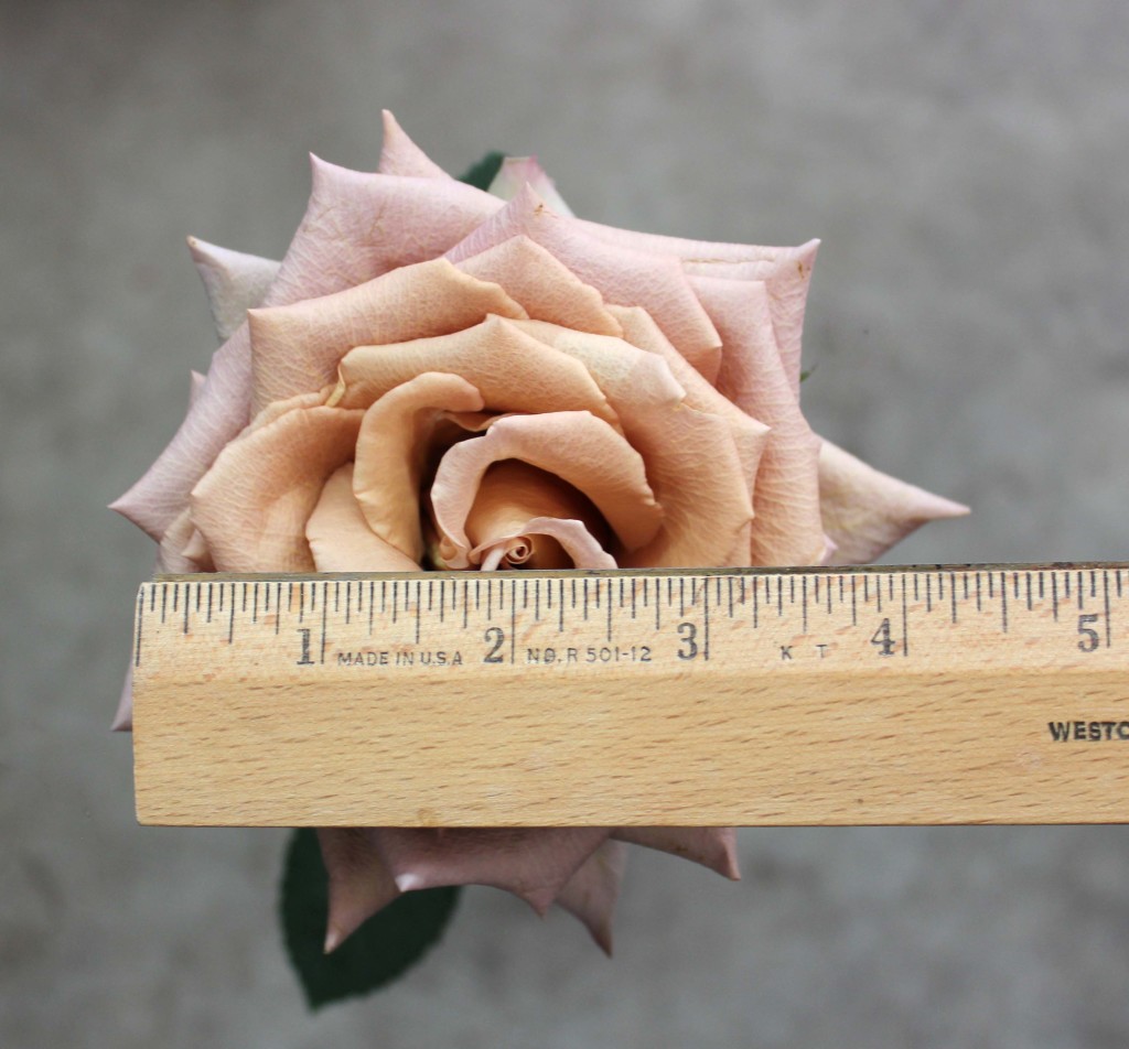 Toffee | Stevens and Son Wholesale Florist