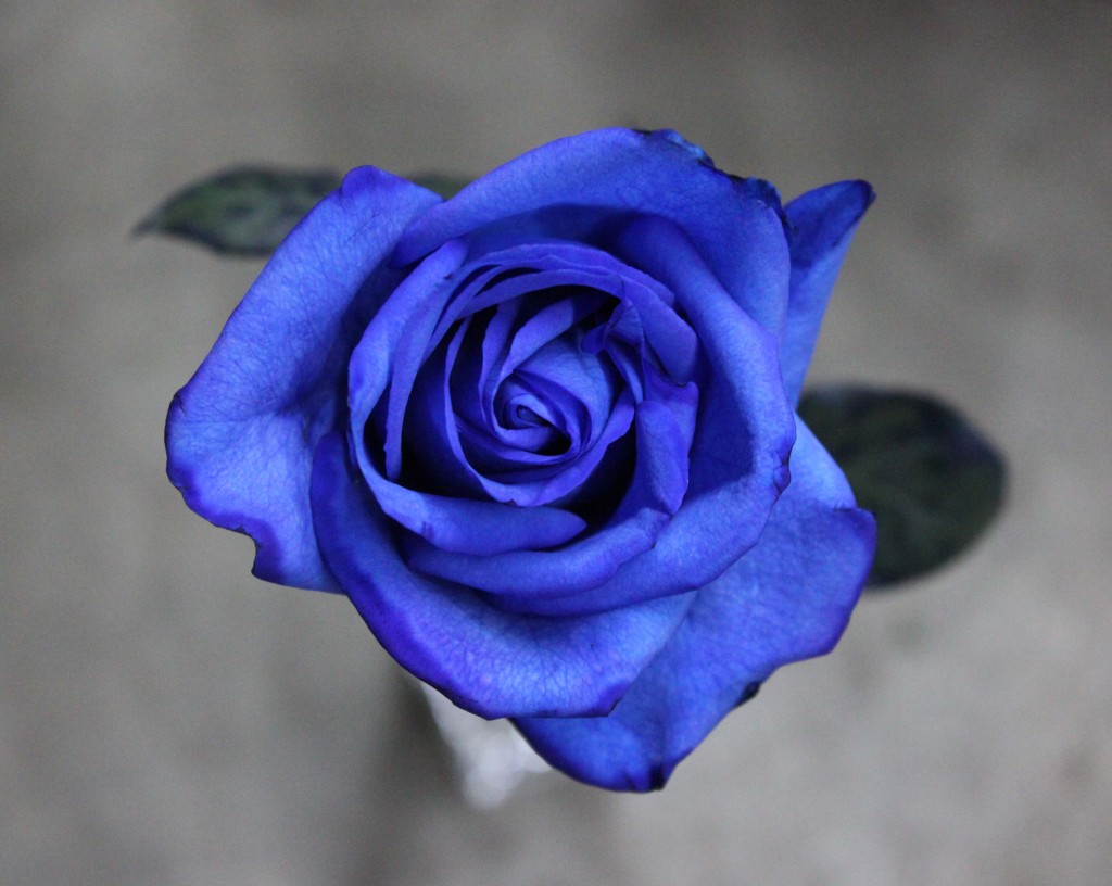 Blue | Stevens and Son Wholesale Florist