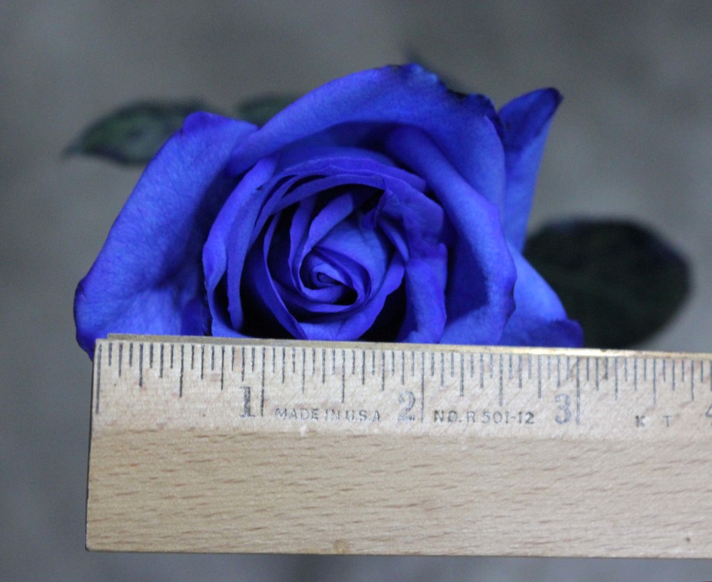 Blue | Stevens and Son Wholesale Florist