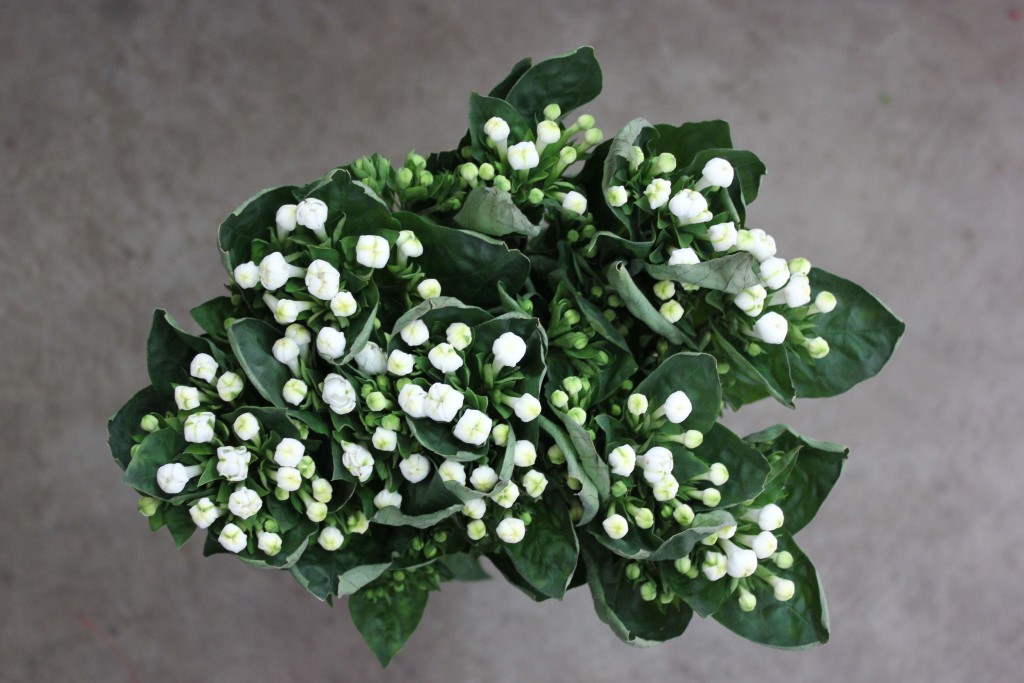Bouvardia | Stevens and Son Wholesale Florist