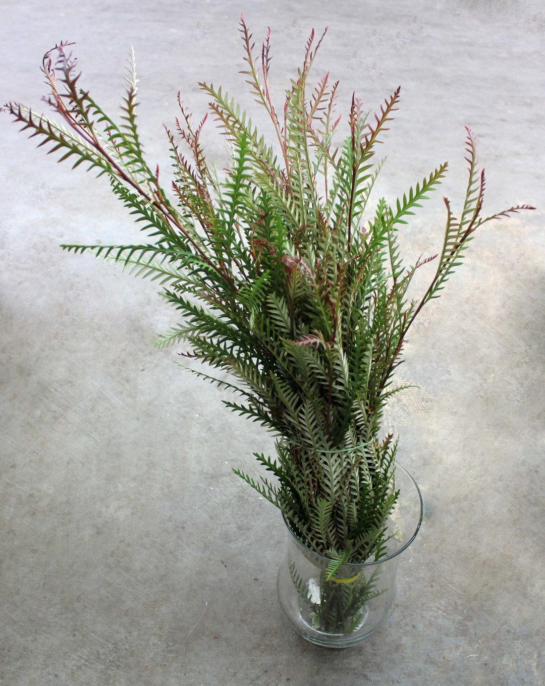 Grevillea | Stevens and Son Wholesale Florist