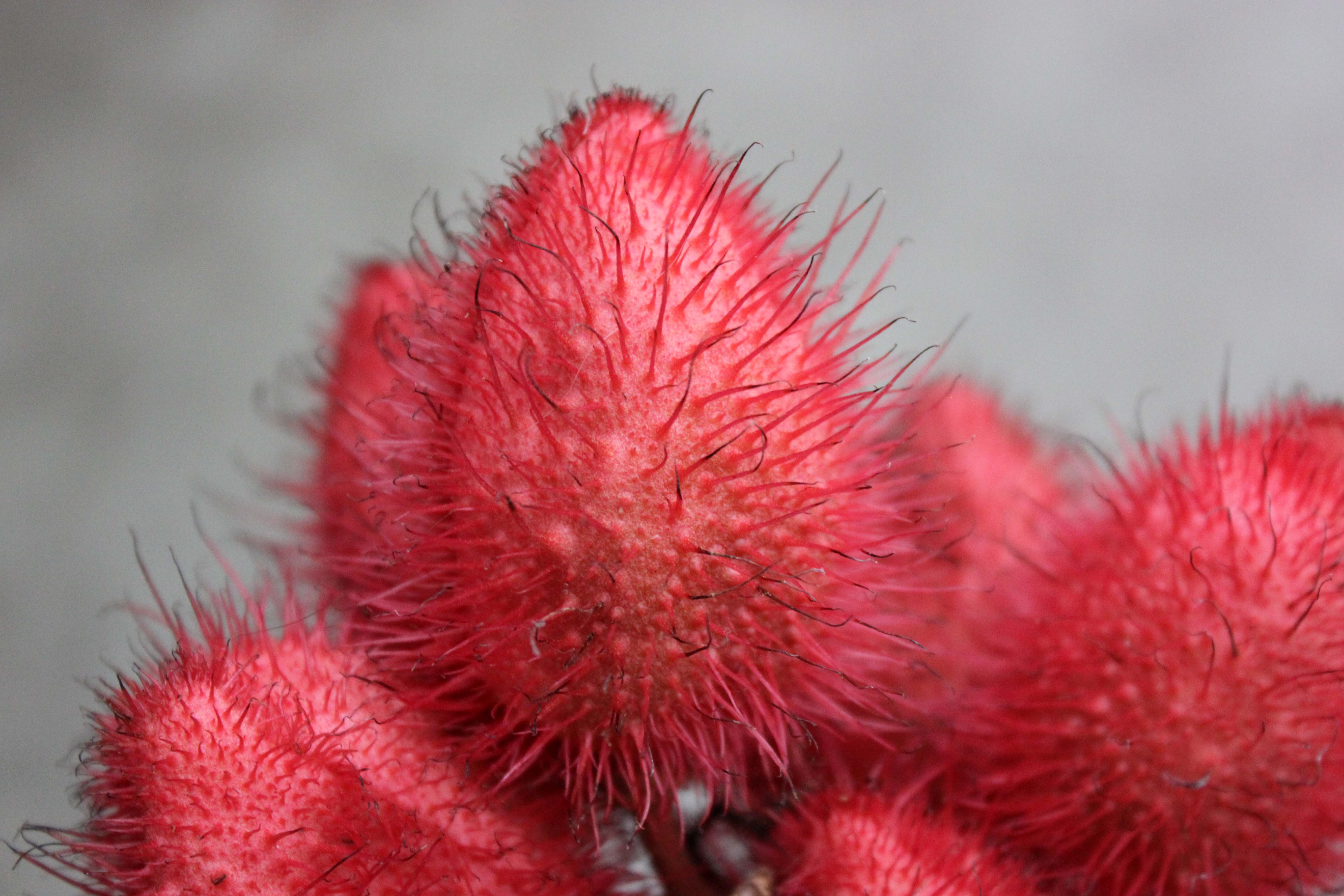 Lipstick Pods | Stevens and Son Wholesale Florist