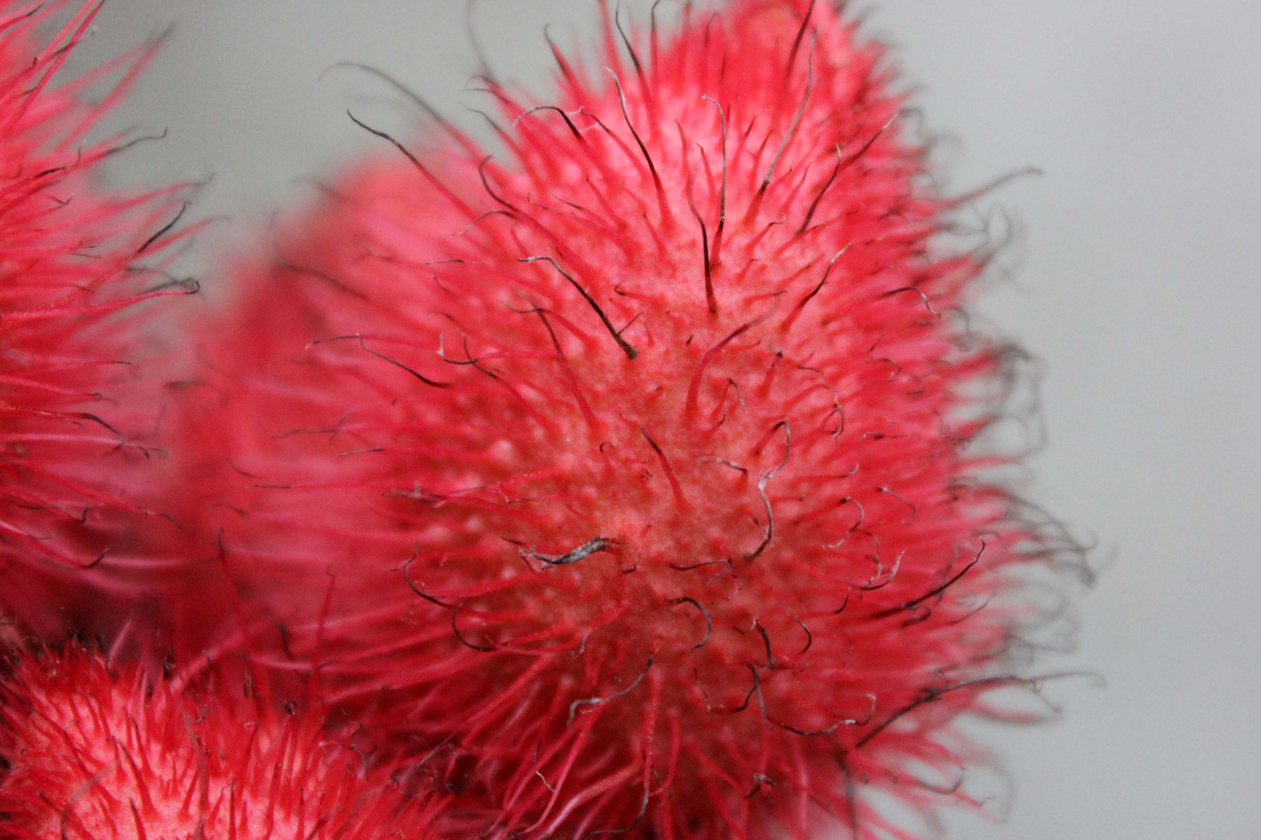 Lipstick Pods | Stevens and Son Wholesale Florist