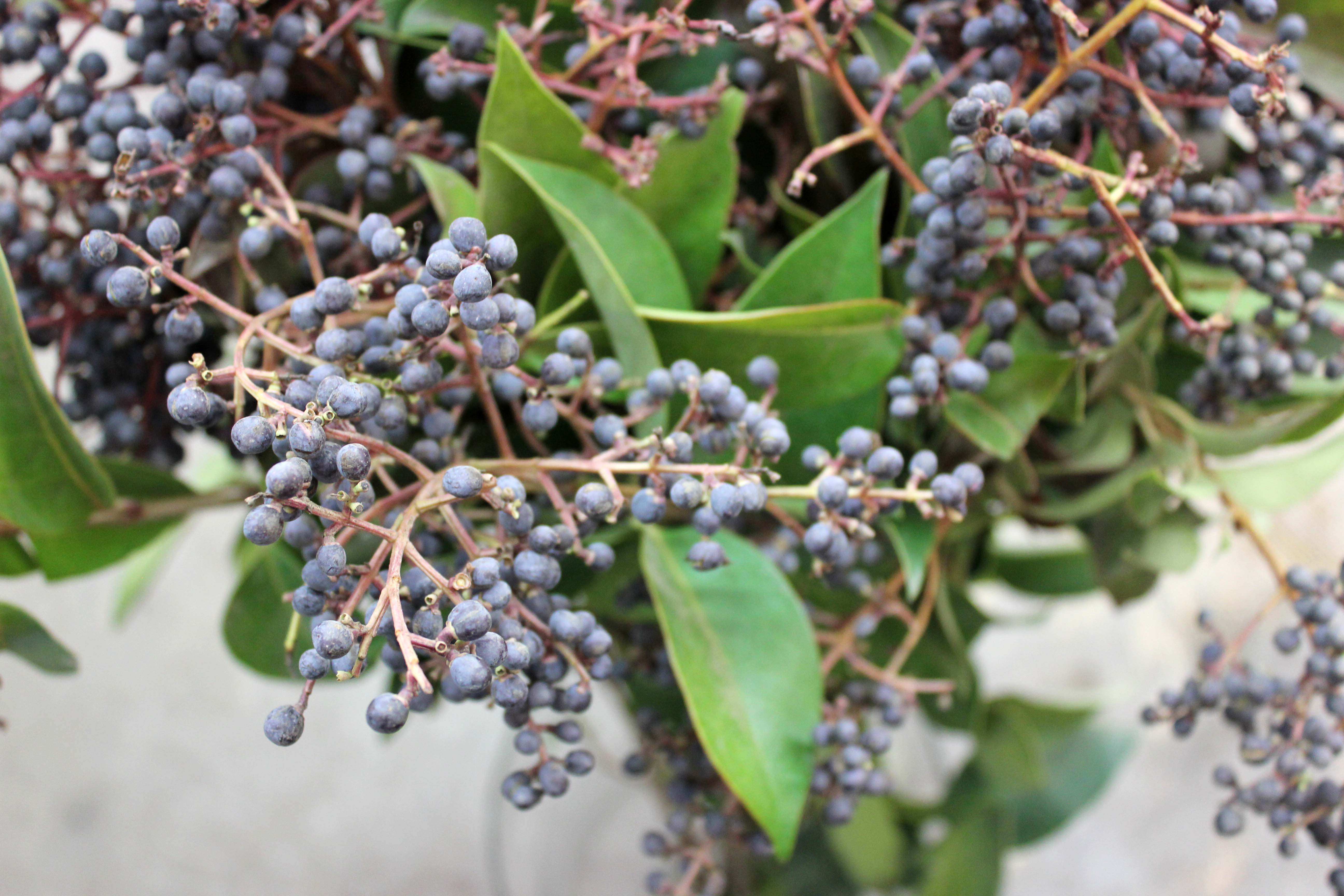 Ligustrum Berries