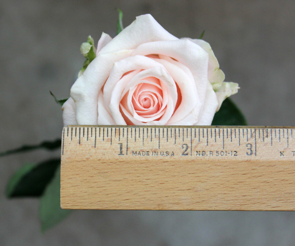 Suspiro | Stevens and Son Wholesale Florist